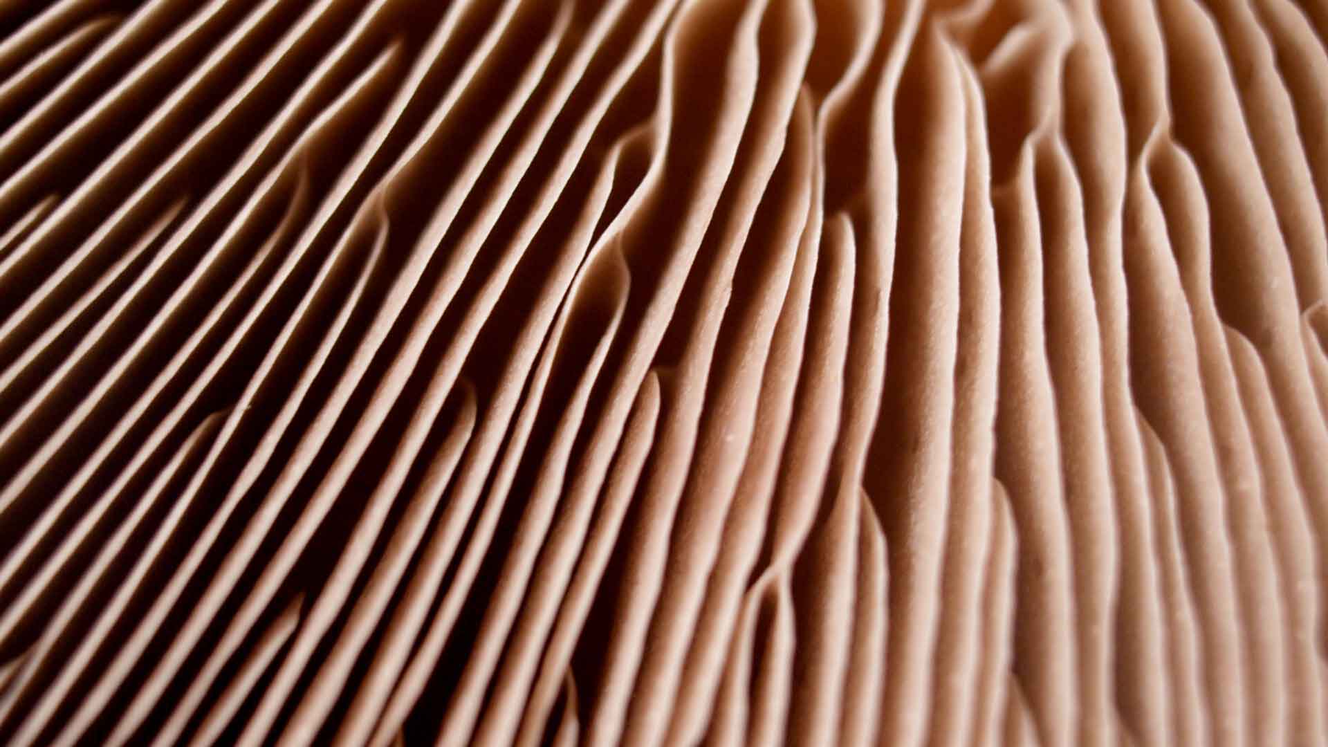 suedePRODUCTIONS | your production partner